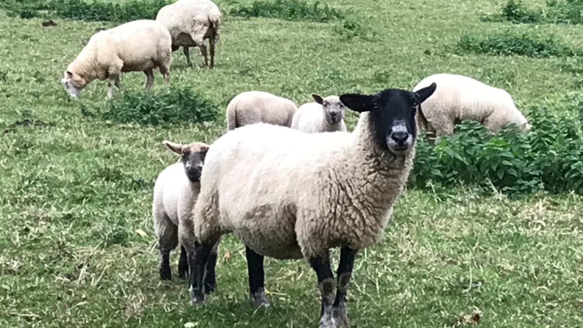 LETTER: Sheep worrying on Okehampton Common | okehampton-today.co.uk