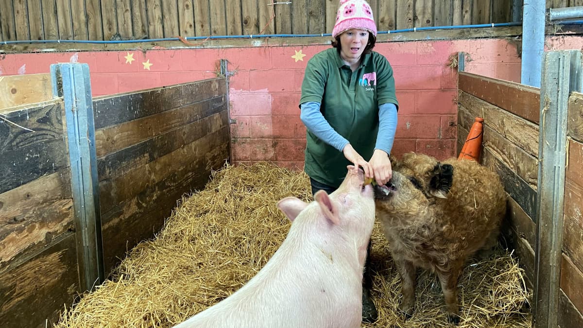 Hatherleigh's Made-Well pigs make history at agility contest ...
