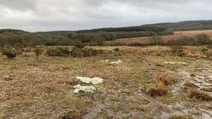 Suspended prison sentence for Devon farmer who illegally grazed cattle ...