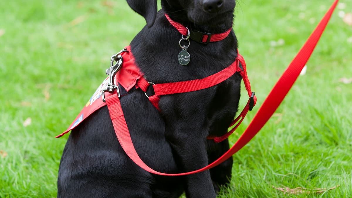 Okehampton volunteers raise awareness for guide dog puppy raisers ...