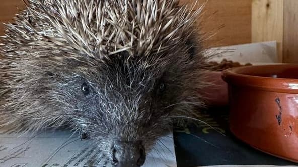 Ten hedgehogs released back into the wild thanks to animal rescue ...
