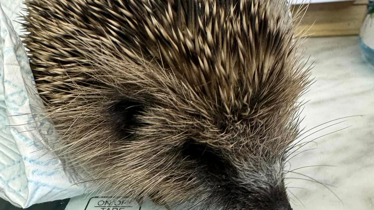 Hedgehog rescue in need of donations after unprecedented influx of ...