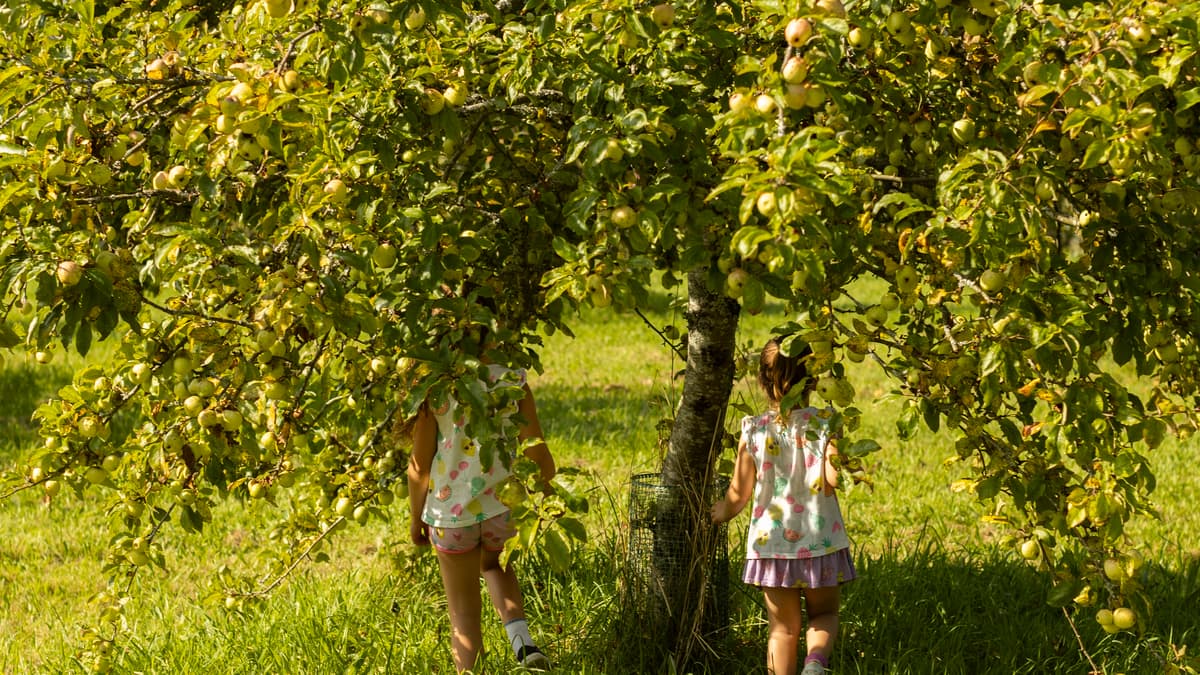 Cotehele Apple Weekender promises bumper crop ripe for picking ...