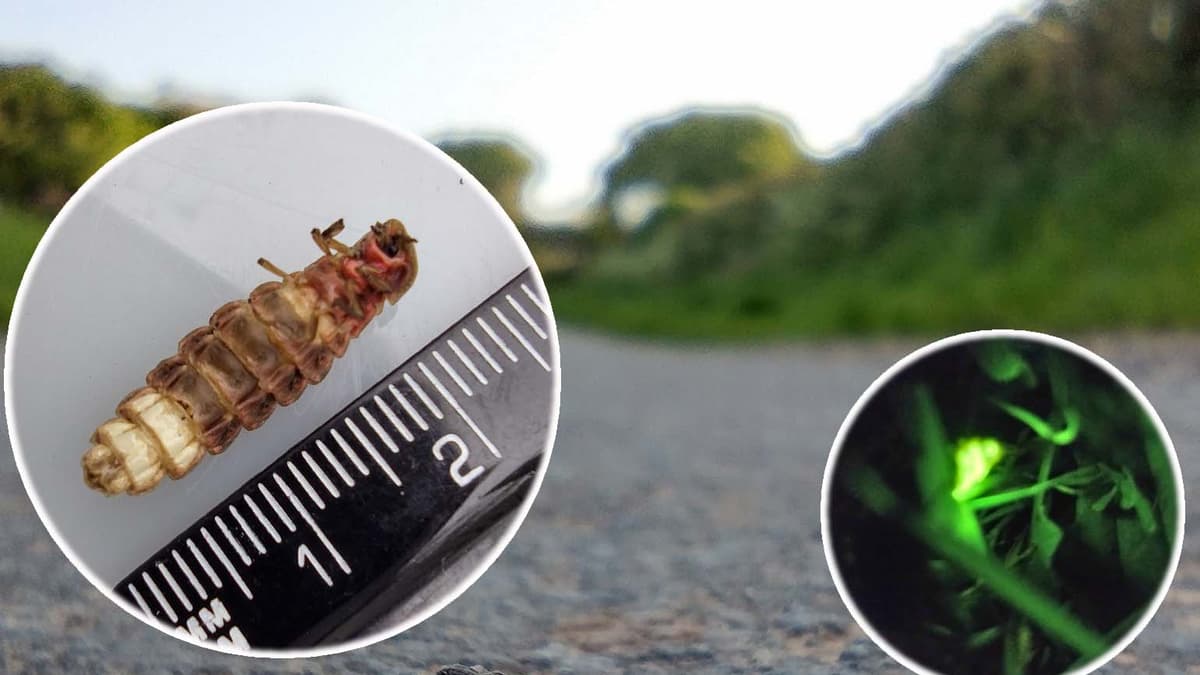 Favourite wildlife moments of 2025: Celebrating nature's wonders ...